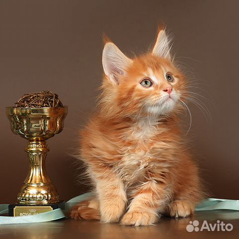 Котята мейн - куны