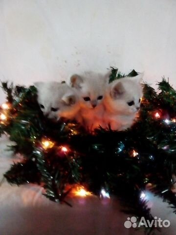 Кошечки серебристой шиншиллы