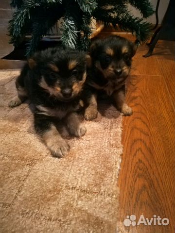 Йоркширский терьер помесь со стандартным той терье