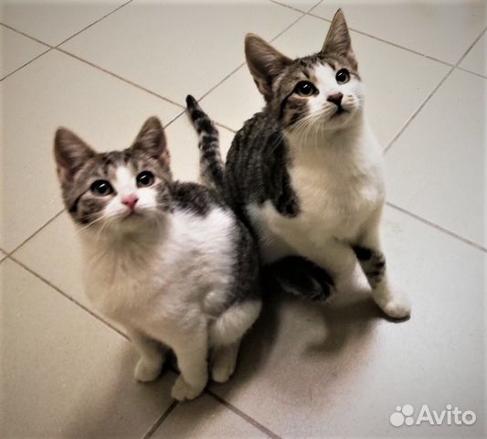 Отдам ручных ласковых 4 мес.котят мальч. и девочку