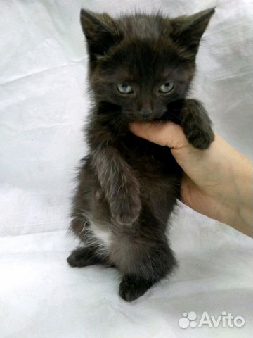 Котёнок 2мес