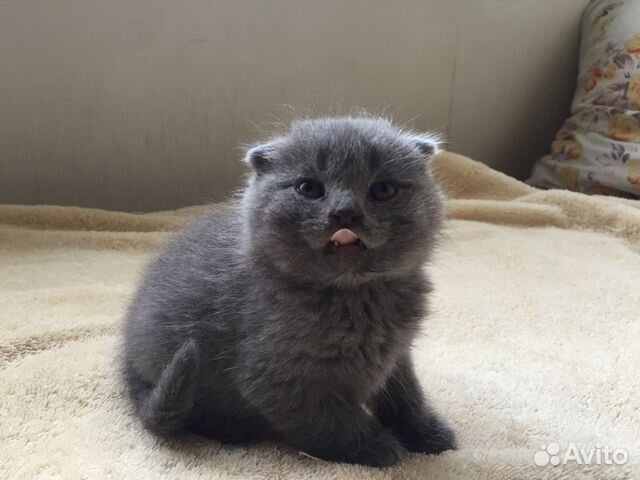 Кошка матрёшка и компания