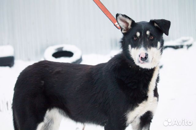 Большая собака по имени Ля-ля