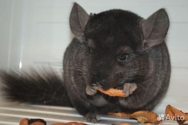 Шиншиллы девочки белая и темная эбони нсф 3 месяца