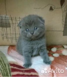Шотландские котята