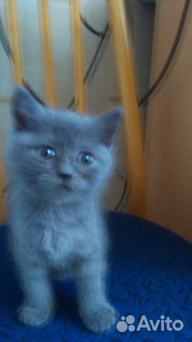 Британец котенок 2 мес