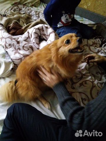 Ищем кобелька на вязку