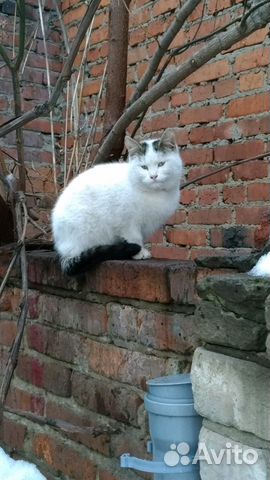 Котёнок метис турецкого вана в дар