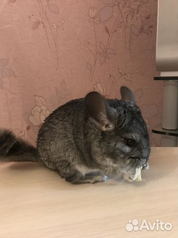 Шиншилла девочка