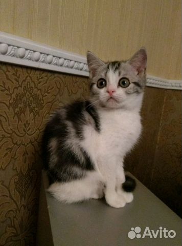 Чудесные шотландские малыши страйты
