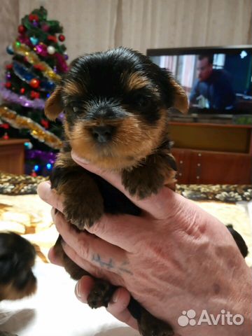 Йоркширский терьер очень красивые