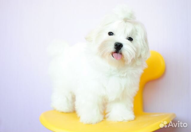 Продается шикарный мальчик мальтезе