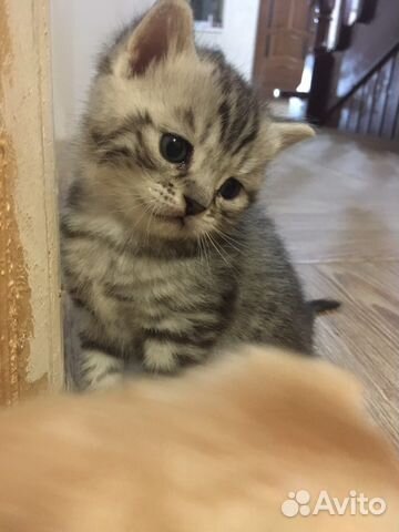 Котик британский