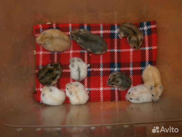 Джунгарские хомячки домашнее разведение, клетки