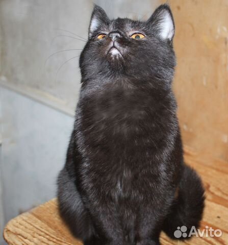 Чернушка в дар три с небольшим мес