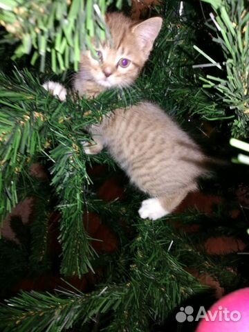 Шотландская кошечка