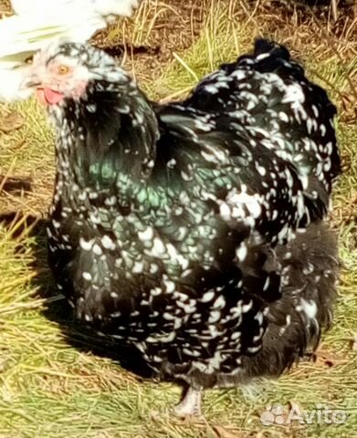 Петухи породные и не только