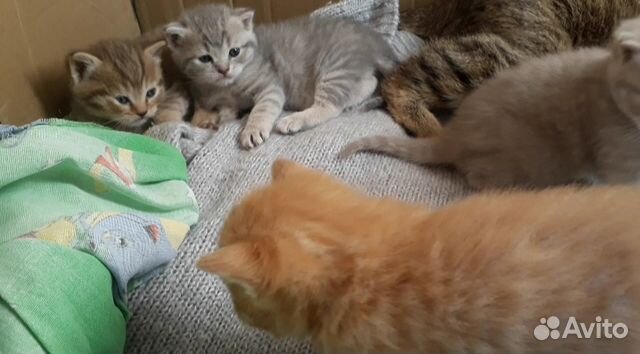 Шотландские прямоухие булочки