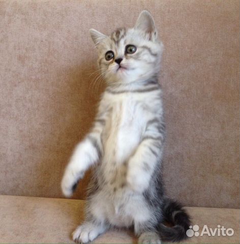 Вискасный шотландский страйтик мальчик