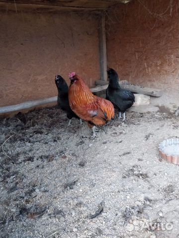 Куры породы Араукана