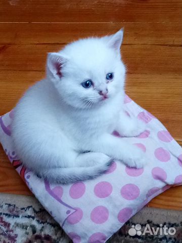 Рождественский подарок