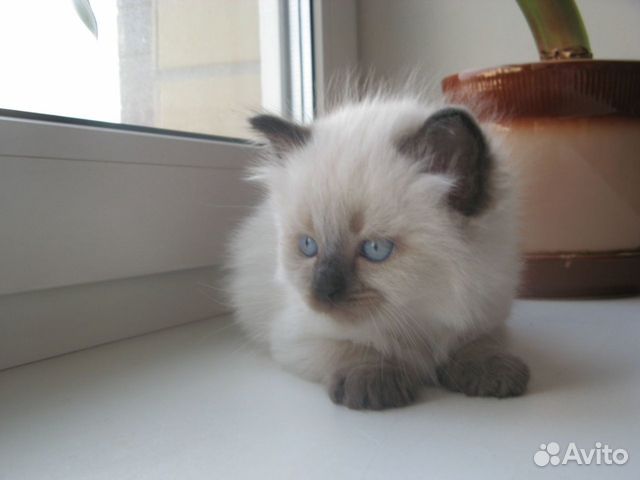 Невский маскарадный мальчик