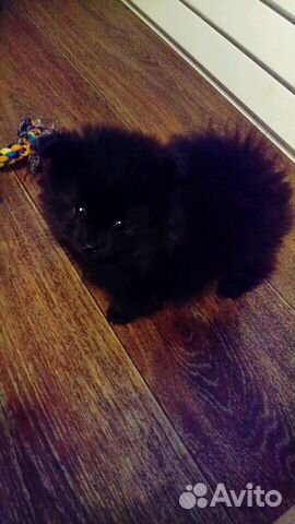 Малый немецкий Шпиц