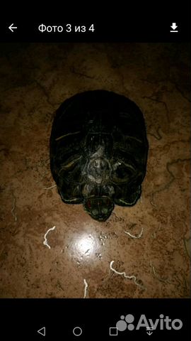 Черепаха красноухая