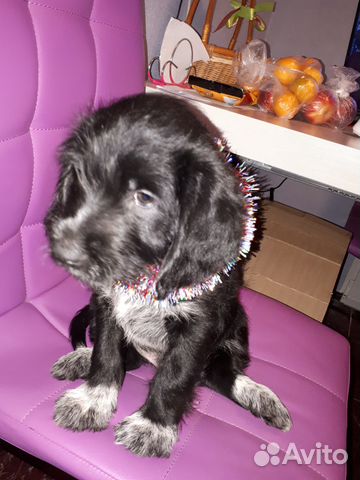 Подарим щенка В хорошие руки