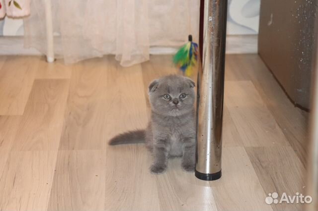 Котята Шотландские 2 месяца