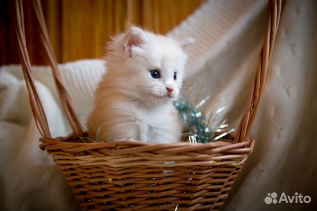 Шикарная кошечка Мейн Кун