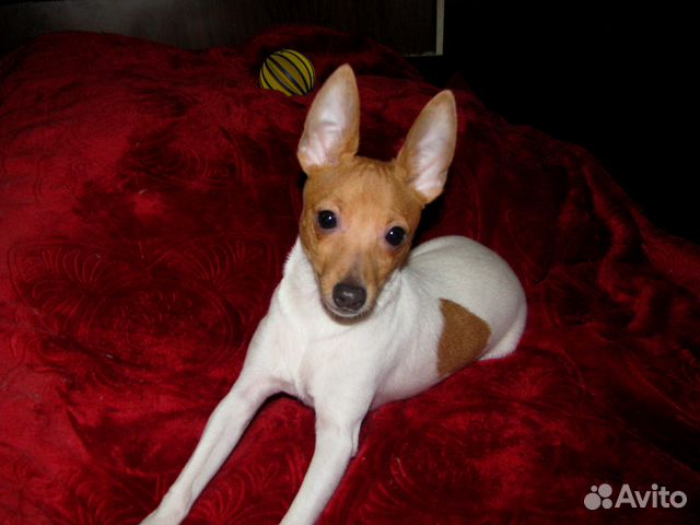 Той-фокстерьера щенок