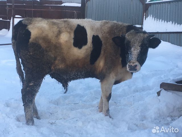 Продажа быка