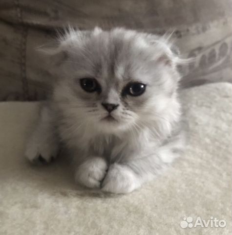 Шотландская кошечка. Чистопородная Хайленд фолд