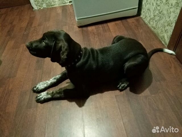 Щенок Курцхаара
