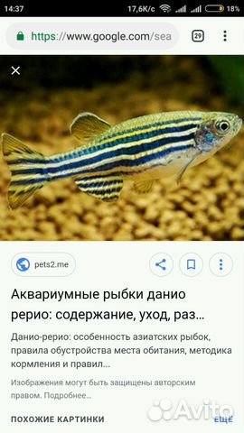 Отдам рыбку данио рерио
