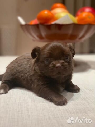 Шоколадная Девочка, мини