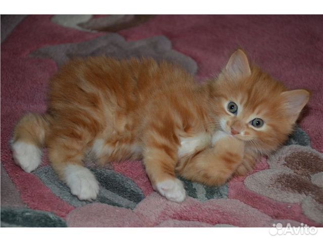 Котенок курильский бобтейл нежная красавица