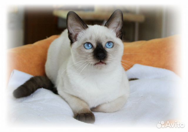 Тайские (старосиамские) котята. Питомник