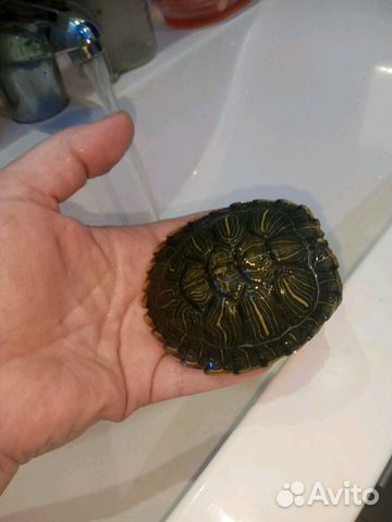 Черепаха водоплавающая красноухая