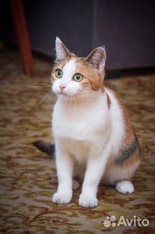 Кошечка Фросенька в добрые руки