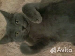 Котенок в хорошие руки