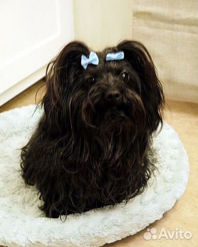 Русские Цветные Болонки