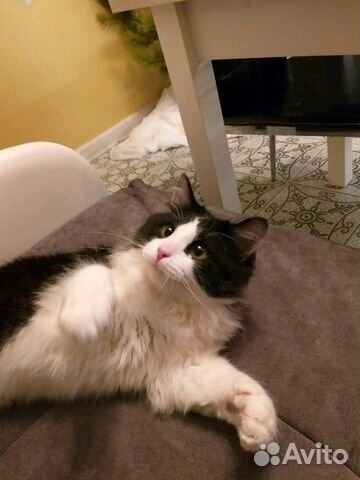 Котик в дар