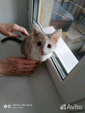 Котенок в добрые руки