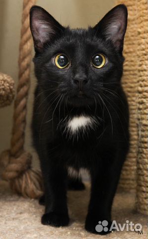 Кошечка очаровашка 8 месяцев. В добрые руки