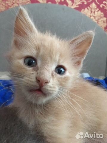 Кремовый мальчик