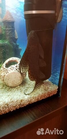 Сом Синодонтис флаговый 15см