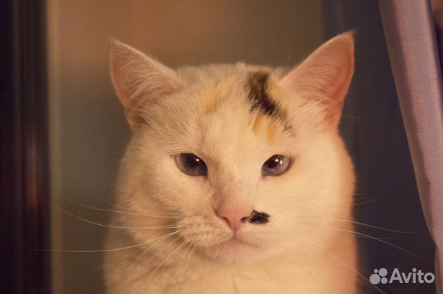 Кошка Мальта