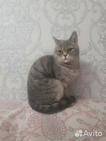 Кошка британка- шотландка